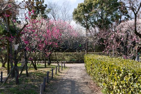 甲東梅林の梅がとってもきれい西宮開花状況と近くのおすすめご飯スポット 神戸ファインダー