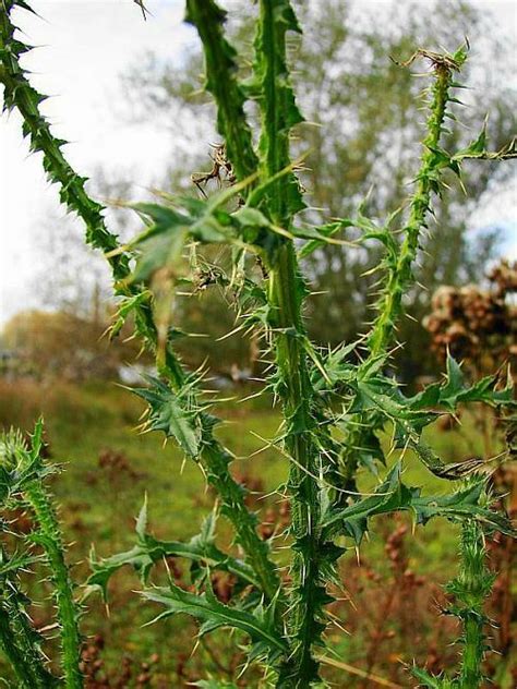Kleines Artenportrait Mit Text Und Fotos Von Carduus Acanthoides Weg