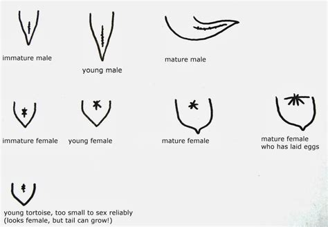How To Tell Between Male And Female Russian Tortoise Sexes 2022