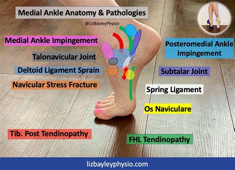 Liz Medial Ankle Anatomy And Pathologies 🦶🏼 These Are Some Of The Most Important Things To Be