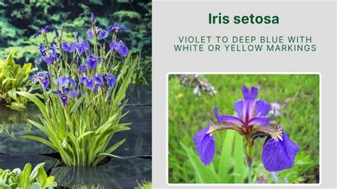 25 Types Of Iris Flowers Identification With Pictures