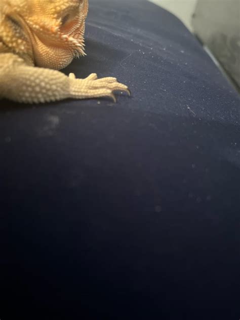 Did He Break His Neck R Reddeadredemption