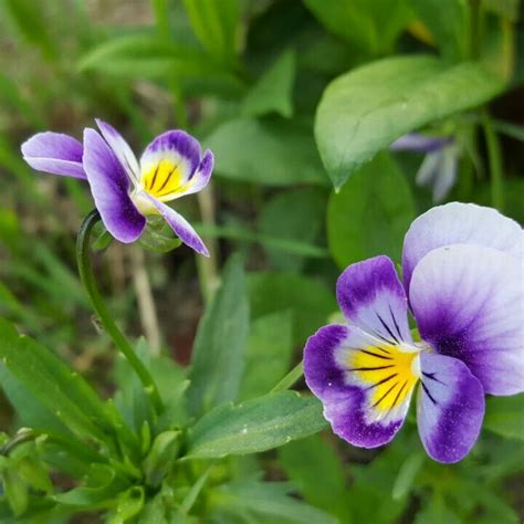 Tv шоу Май литл пони Youtube