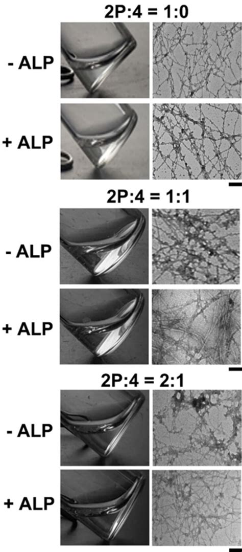 An Exploration Of Multiple Component Peptide Assemblies By Enzyme‐instructed Self‐assembly Shy