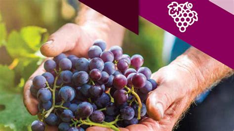 Винова лоза Syngenta