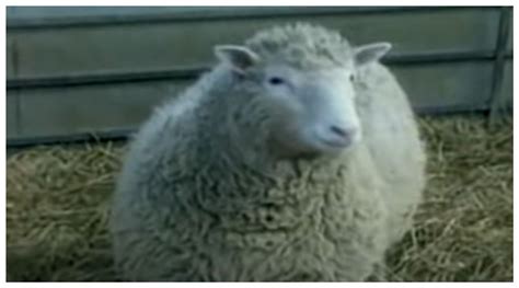 25 Rocznica Narodzin Dolly Jak Potoczyły Się Losy Pierwszego Klona