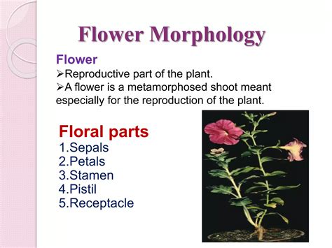 Physiology Of Flowering Photoperiodism Pptx