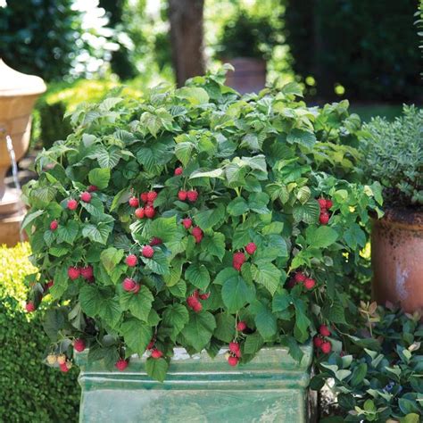 Rubus Bushel And Berry® Raspberry Shortcake® Nr7 Raspberry Garden