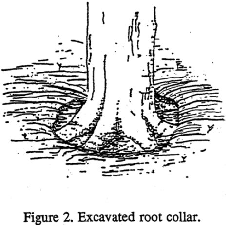 Avoiding Root Collar Disorders Wilson Tree Care