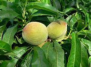 Prunus Persica Wikimedia Commons