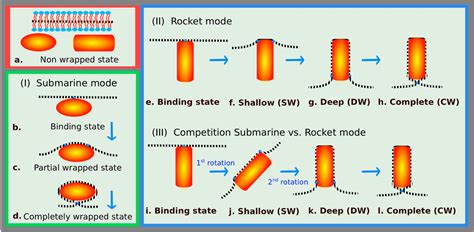 Shape And Orientation Matter For The Cellular Uptake Of Nonspherical