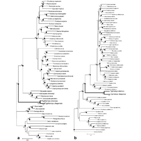 the phylogenetic tree resulting from maximum likelihood analysis a