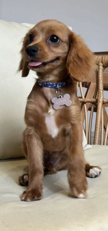 Kody Looks Like An Egg Sometimes Too R Cavapoo