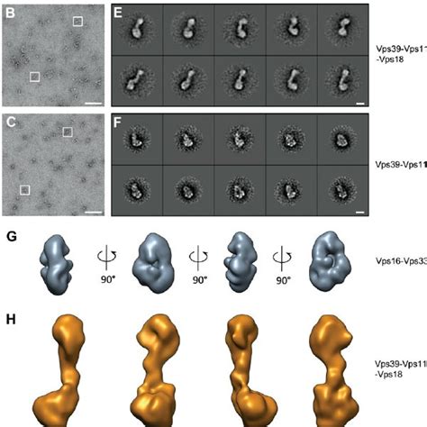 Isolation And Structure Of The Hops Complex A Typical Micrograph