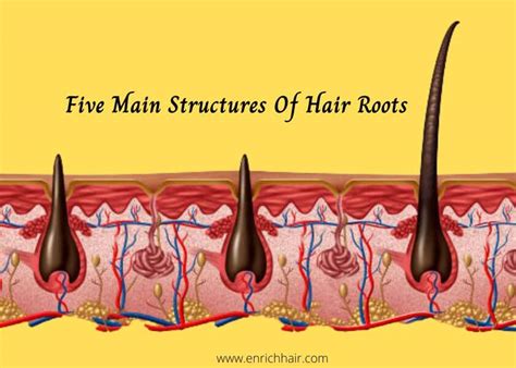 Five Main Structures Of Hair Roots