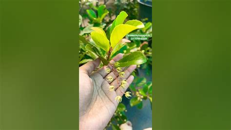 ගෙඩි පිරෙන්න පෝච්චියක වෙරළු ගහක් Youtube