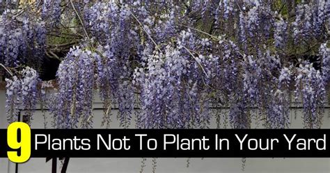 Plants Not To Plant In Your Yard