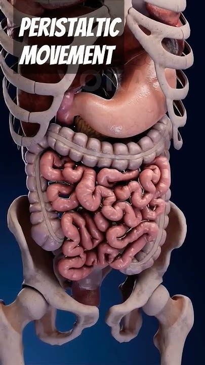 Peristaltic Movement The Segments Of Food And Gut In The Intestine Intestinal Intestinalhealth