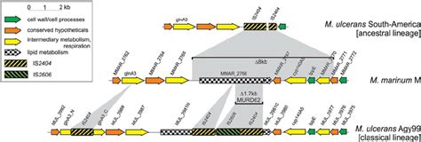Comparison Of Cdss Coding Sequences In Rd Region Of Difference 1
