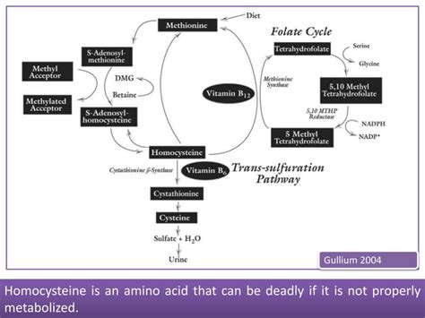 Homocysteine And Risk Of Degenerative Diseasespptx