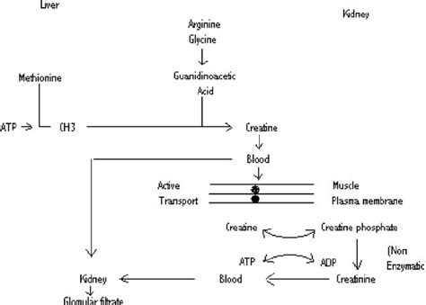 Synthesis Transport And Utilization Of Creatinine And Its Excretory Download Scientific