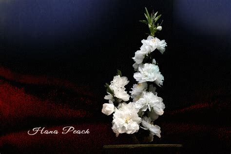 花桃 気ままにデジカメ