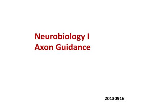 Ppt The Importance Of Axon Guidance In Neurobiology Powerpoint Presentation Id 9614445