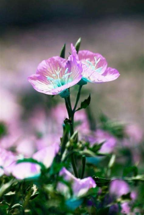 opencv使用grabcut实现抠图 飘杨 博客园