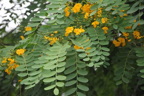 Aymara Tipuana Tipu
