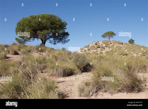 The Countryside And Trees Of Alicante Province In Spain Stock Photo Alamy
