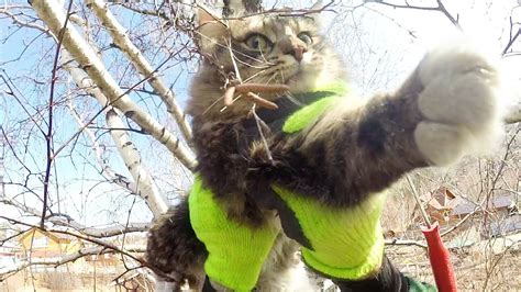 Сибирский кот Чёрный Маленький но большой Youtube