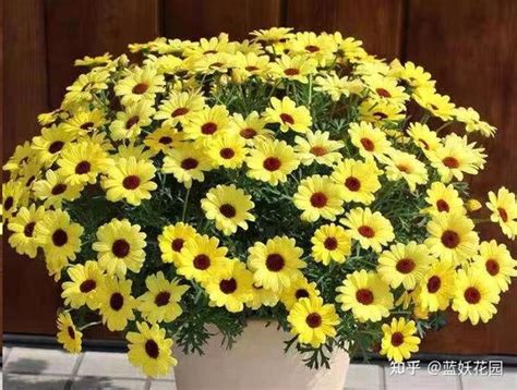 蓝妖玛格丽特菊怎么度夏这样做年年开出大花球 知乎