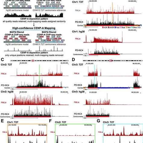 CENP A Alignment Patterns Differ Dramatically Between Hg38 Centromere