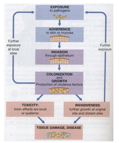 Microbio Lec 19 Pathogens Of Upper Respiratory Tract Flashcards Quizlet