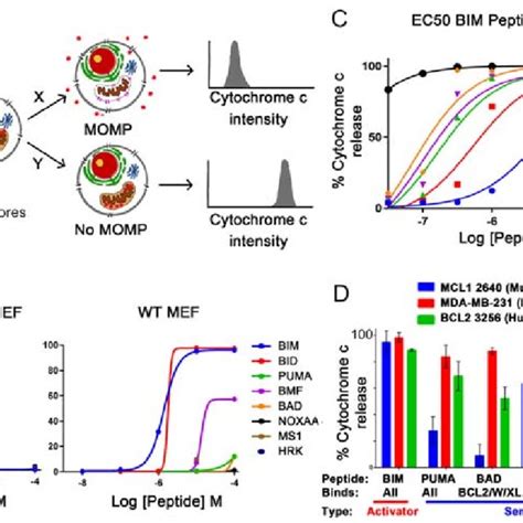Pdf Ibh3 Simple Fixable Bh3 Profiling To Determine Apoptotic Priming In Primary Tissue By