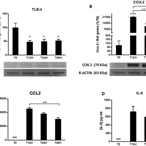 Pro Inflammatory Status Of Pancreatic Islets After Isolation Islets