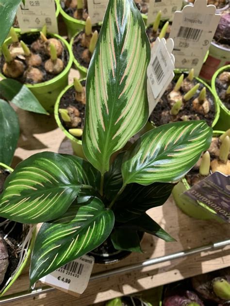 Nectar Vs Nectar Hybrid Rmattress