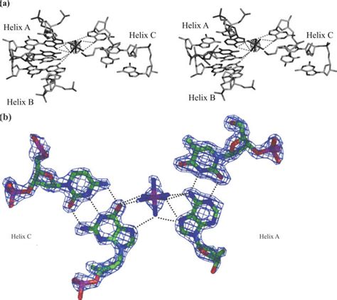 Cobalt Hexammine Induced Tautomeric Shift In Z Dna The Structure Of D