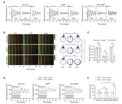 Science 生物钟研究新进展！军事医学研究院李慧艳和张学敏团队发现大脑scn神经元的初级纤毛是调控机体节律的细胞器 知乎