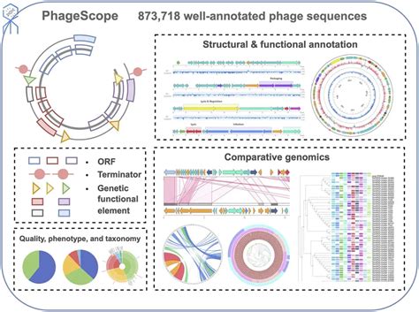 Phold Phage Genome Annotation Using Structural Homology