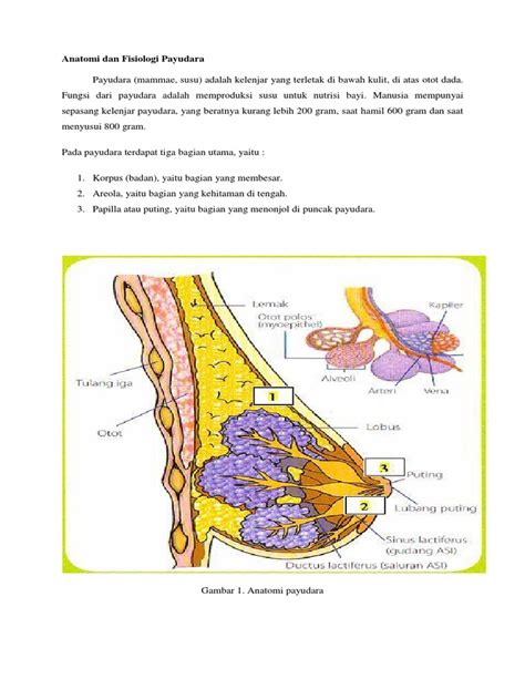 Anatomi Dan Fisiologi Payudara Pdf