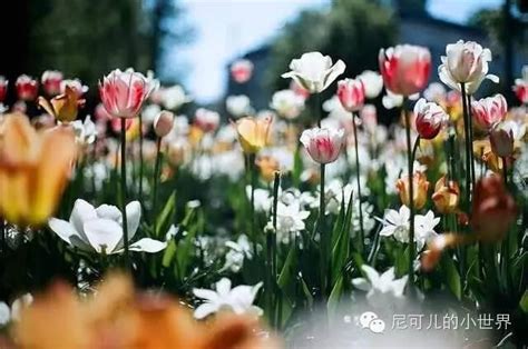 方言 每日頭條