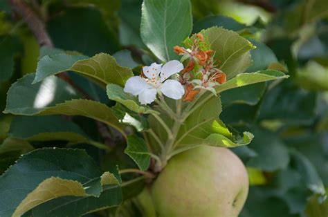 배경에 섬세한 사과 꽃 녹색 사과의 닫습니다 과수원의 사과 나무 0명에 대한 스톡 사진 및 기타 이미지 0명 개화기 계절 Istock