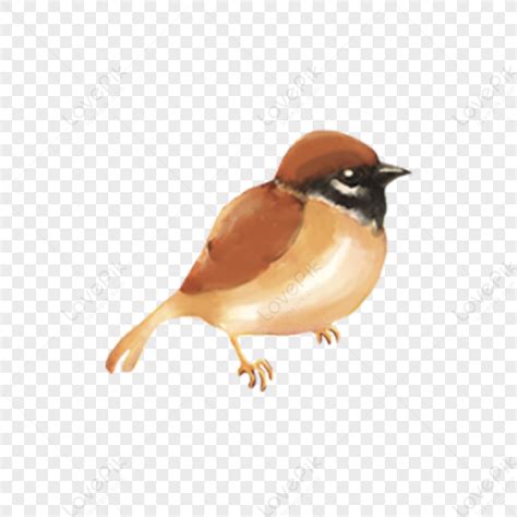 작은 새 Png 일러스트 무료 다운로드 Lovepik