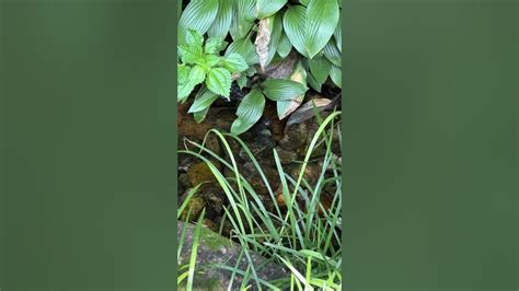 개구리찾기 힐링 귀여운 반가워 안녕 Beautiful 재미 너무귀여워 웃긴 Nature 자연보호 Youtube