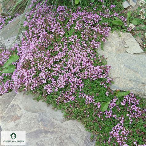 Thymus Serpyllum 2 Baumschule Lve