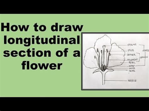 How To Draw Longitudinal Section Of A Flower Class YouTube