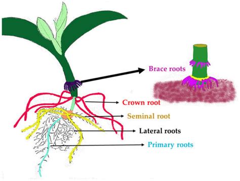 Genome Wide Meta Analysis Of Qtls Associated With Root Traits And