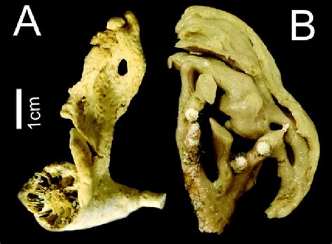 Settlement Substrate In Fibulia Myxillioides Specimens A On The