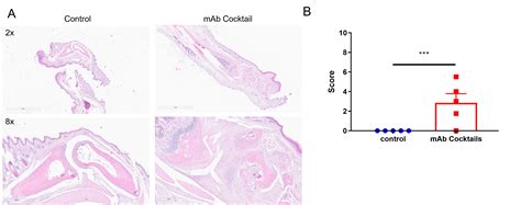 Rheumatoid Arthritis Model Biocytogen